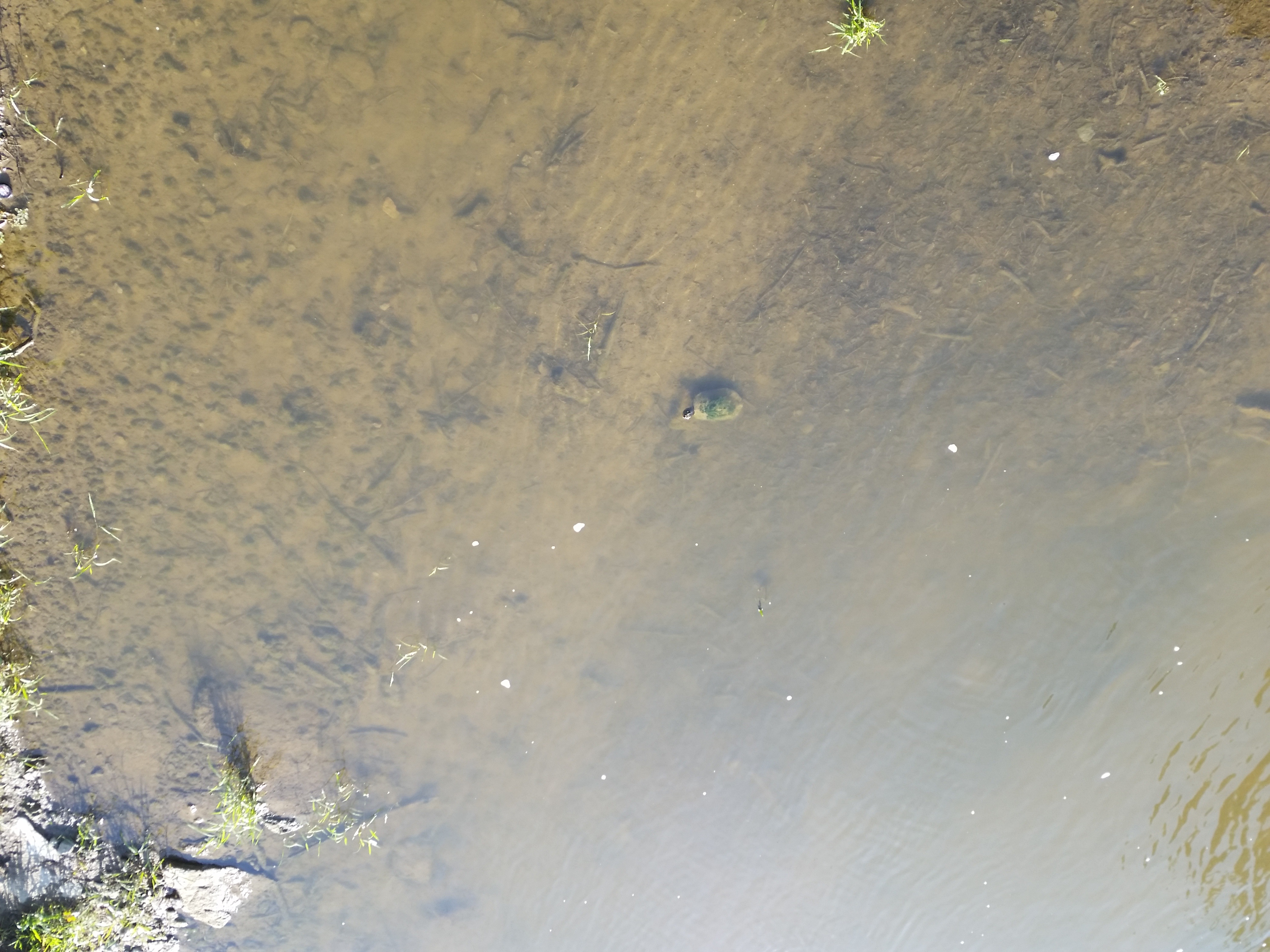 The Eight O’clock Turtle | BlackPowderMag.com